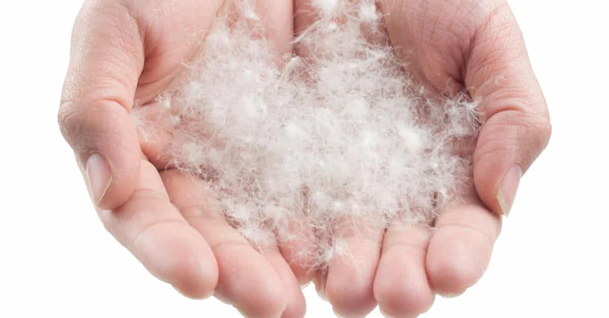 Understanding Fill Power (2025) - Mattress Clarity